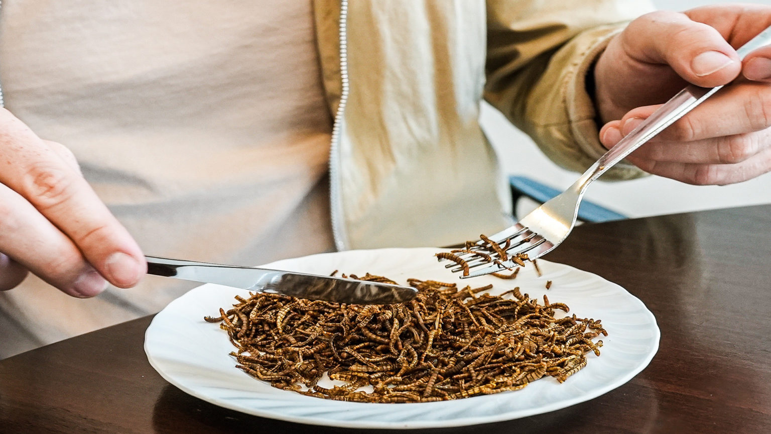 INSEKTEN ESSEN? - Reinartz