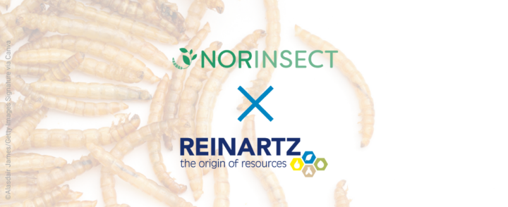 Norinsect x Reinartz - Reinartz